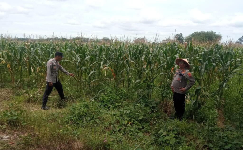 Kapolsek Buay Madang Timur Tinjau Perkembangan Tanaman Jagung di Desa ...